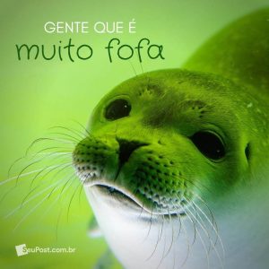 Fofa - Seu Post - Baixe gratuitamente em nosso site